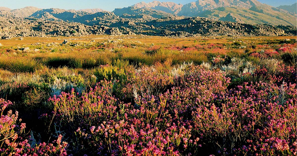 What To Know About The Famous Cape Floristic Region