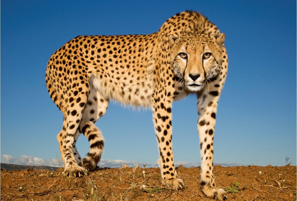 African Animal Guide: The Cheetah’s Magnificence